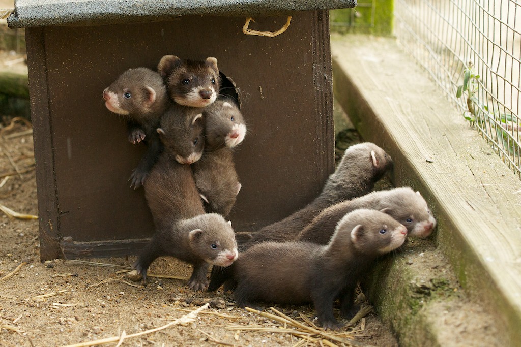 British Wildlife Centre ~ Keeper's Blog: Polecat Babies