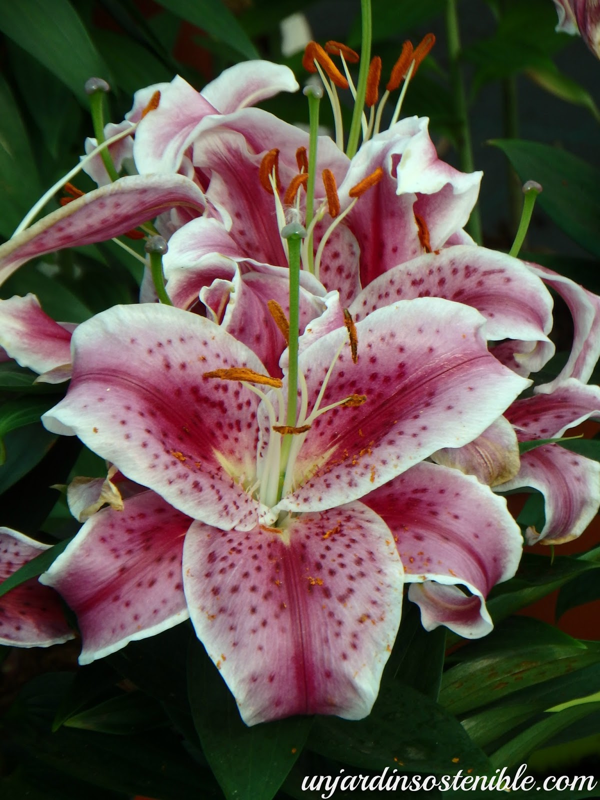 Lilium (Azucena, Lilium, Martagón etc.)