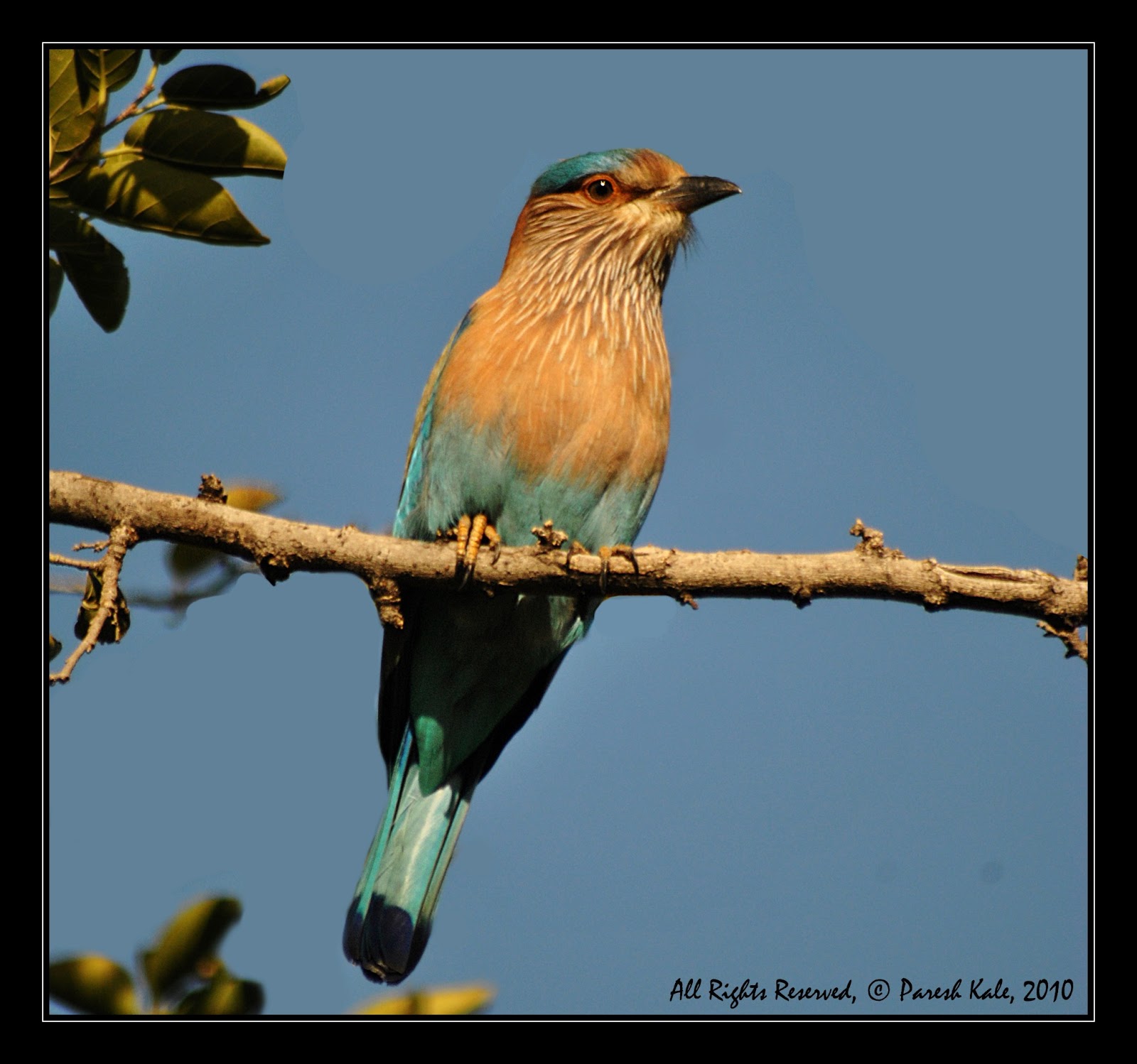 रुबाई - Rubaai: Birds at Central park, Jaipur