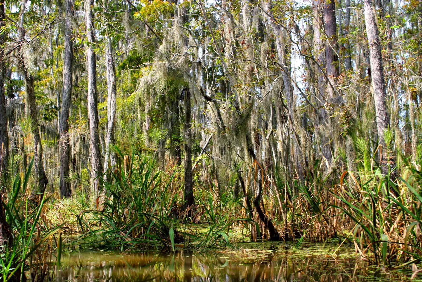 Here and There: LIFE ON THE BAYOU