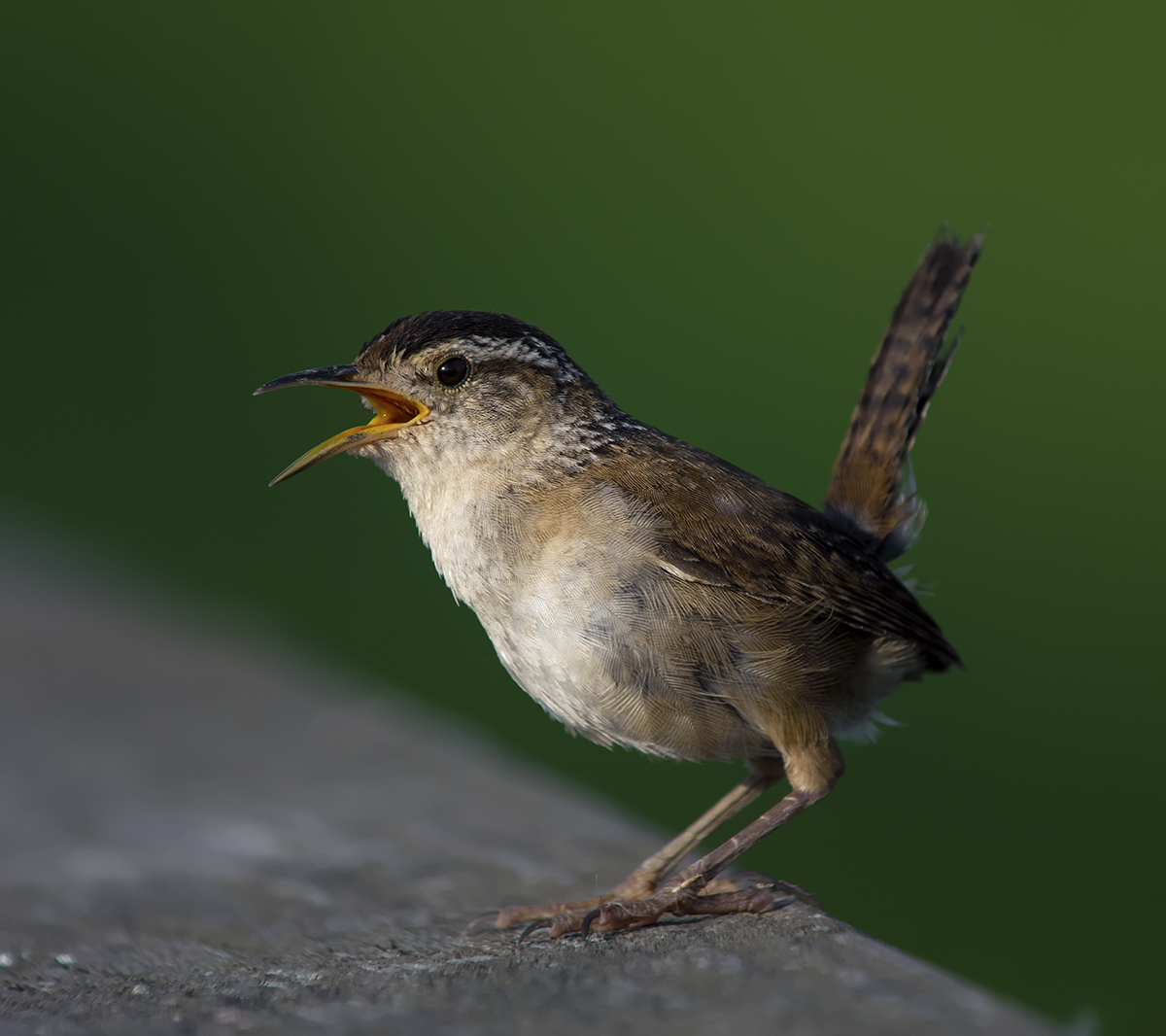 Jersey Digiscoping and More: Marsh Wren Madness