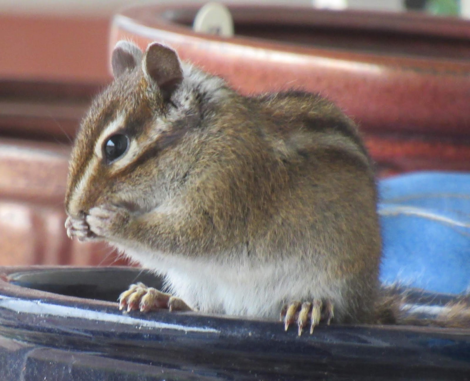 Garden Grumbles and Cross Stitch Fumbles: All About Chipmunks
