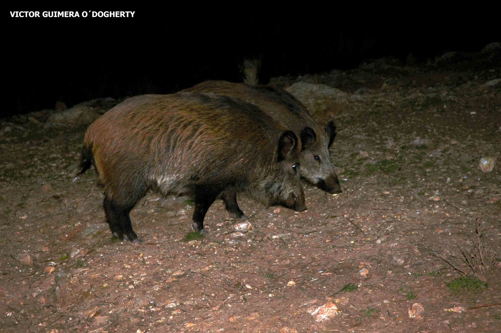 Mis imágenes de aves: JABALIS EN LA SIERRA DE CAZORLA