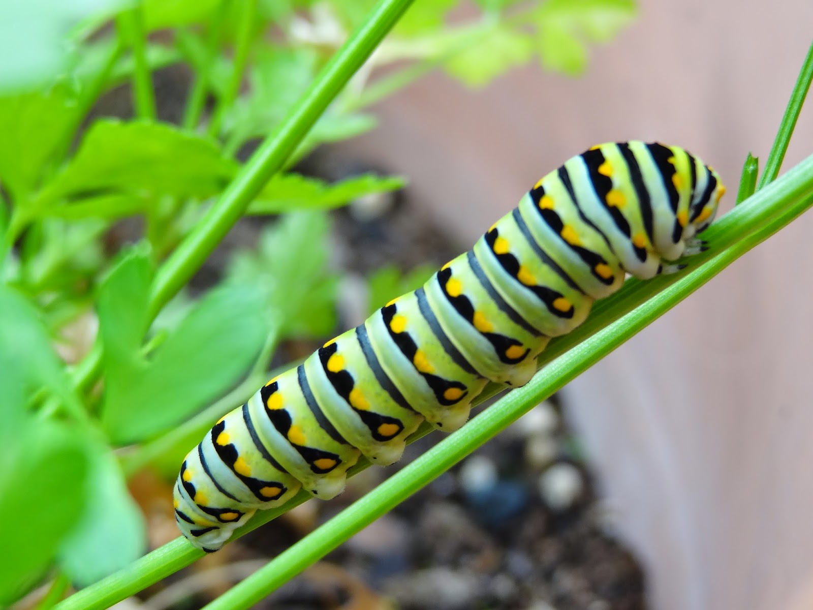 Rebecca's Texas Garden: Visit from the Eastern Black Swallowtail ...