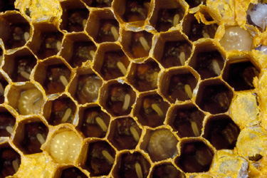 Mathematics in Nature