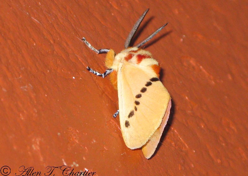 Michigan Hummingbird Guy: Peru Birding Trip Day 10 - July 17, 2018