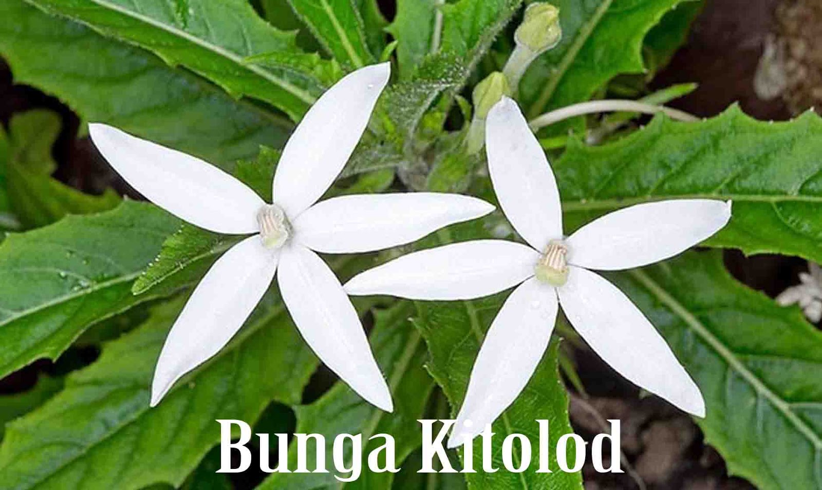 7 Obat Herbal Alami Ini Akan Membantu Mengobati Mata Minus Anda Dengan ...