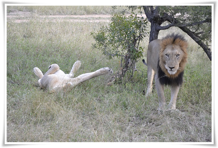 LIVING LIFE TO THE MAX: NOT TO BE MISSED!!! OUR AFRICAN SAFARI ...