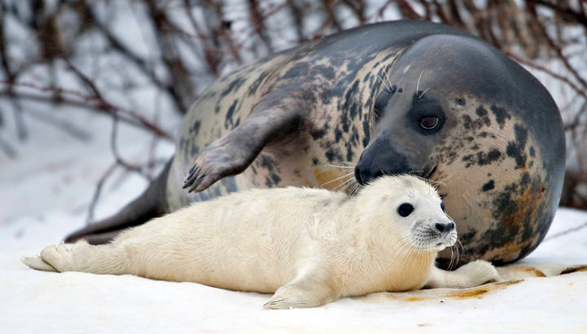 Mis mamíferos marinos: La foca