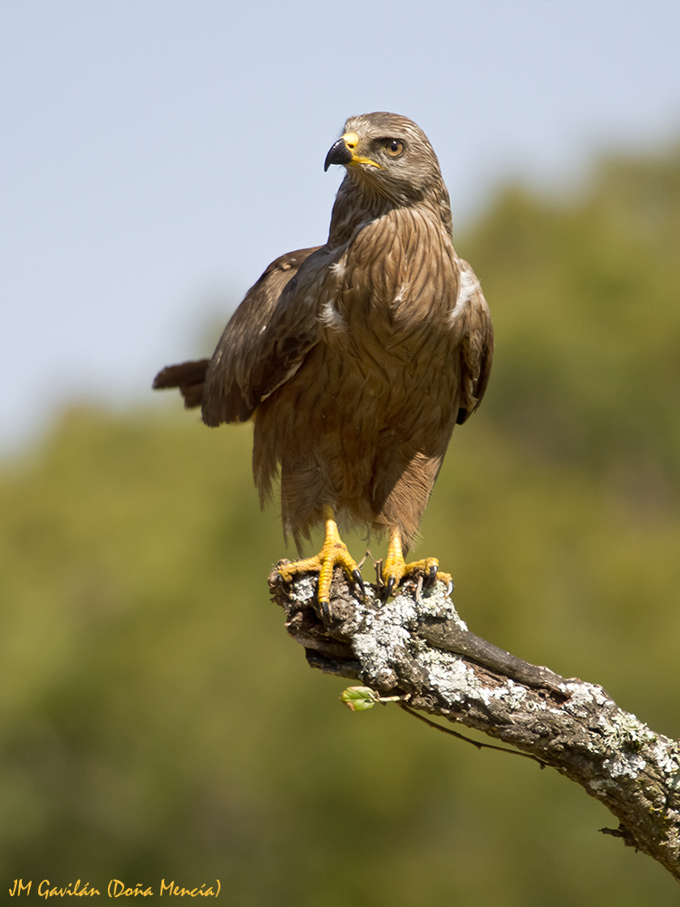 Fotografía de Naturaleza - JM Gavilán: Milano negro (Milvus migrans)