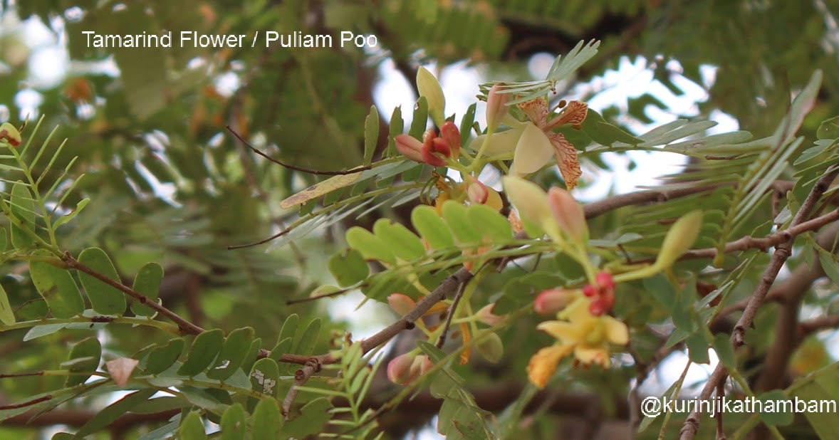 Flowers from My Cam: 39. Tamarind Flower / Puliam Poo ~ Kurinji Kathambam