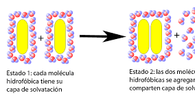 Interacciones Hidrofobicas