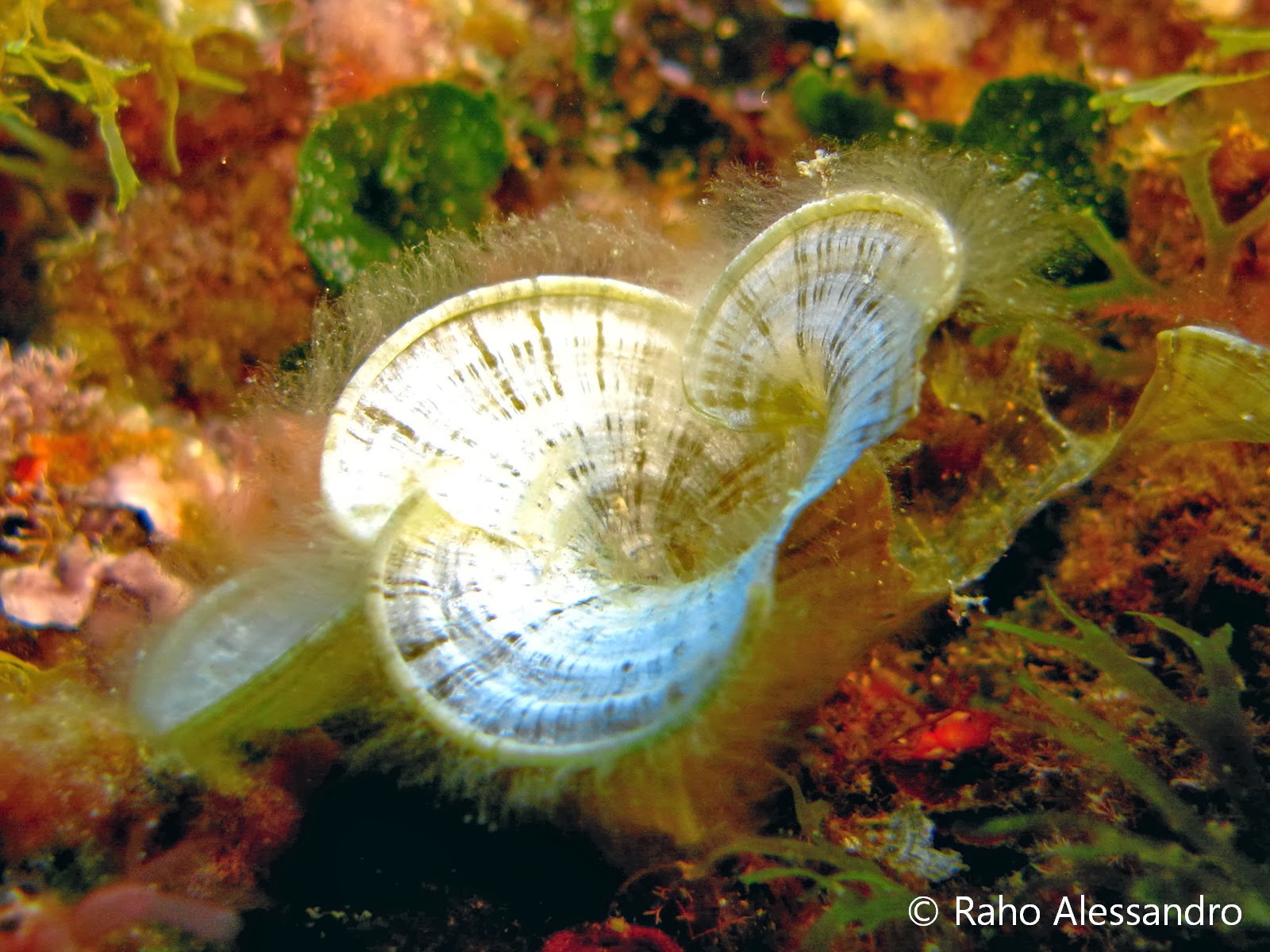 Necton e Plancton: Alghe: Coda di Pavone