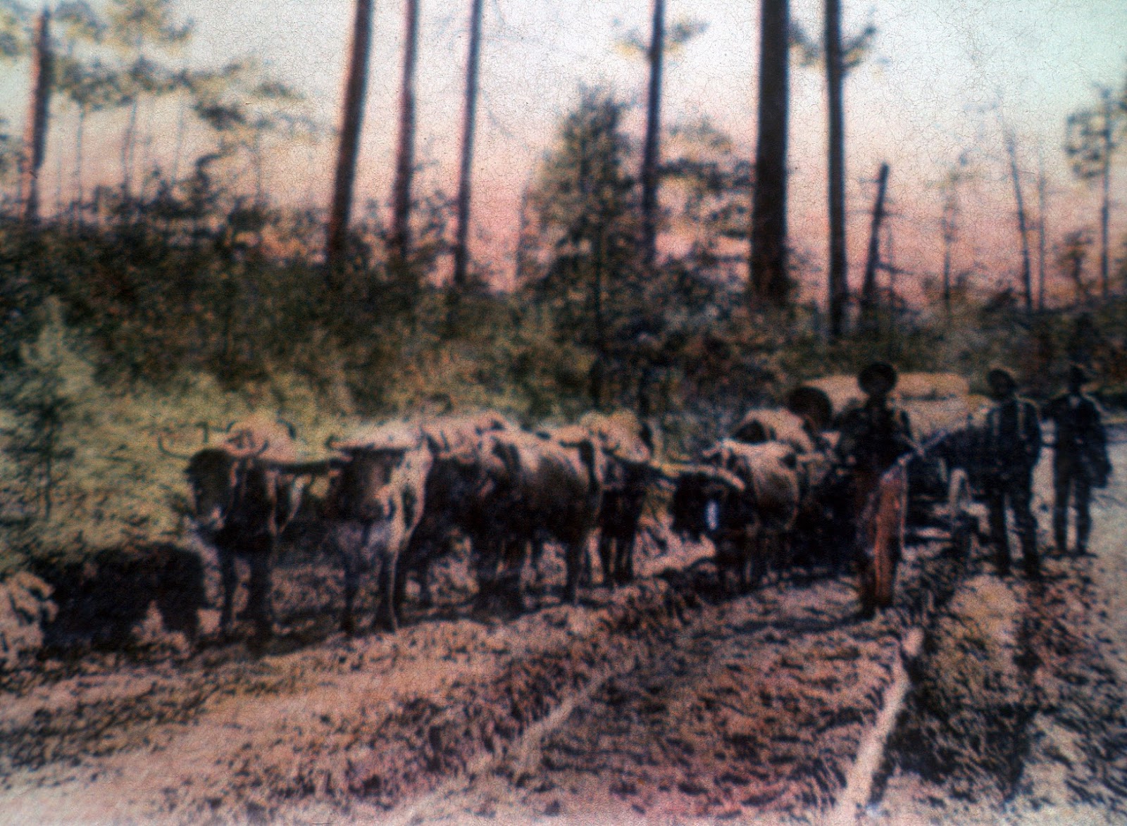 Tammany Family: Ox Teams Pulling Timber Wagons