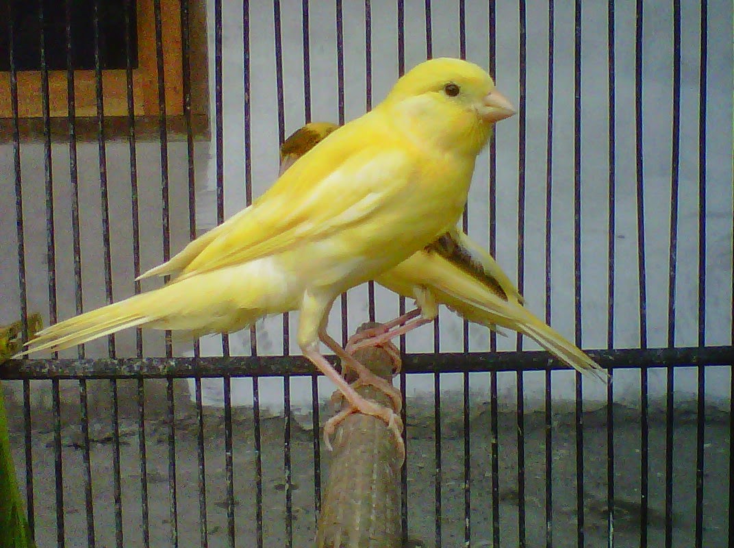 warung kenari: Kenari Bakalan af sampai f3ys