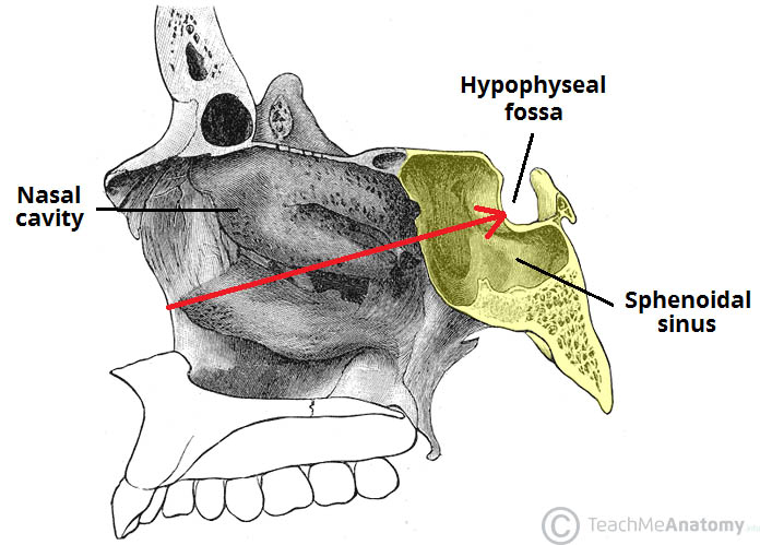 해부 골학 나비뼈 접형골 Sphenoid bone ~ Healthy Happy