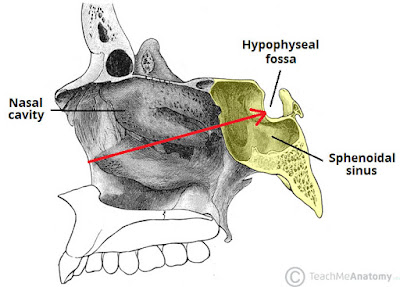 해부 골학 나비뼈 접형골 Sphenoid bone ~ Healthy Happy