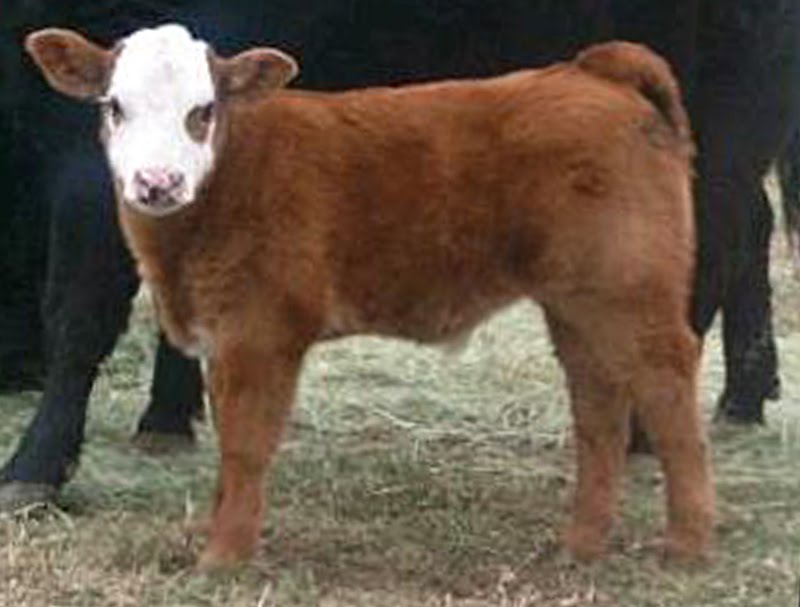 RCC Blog: Red Baldy!