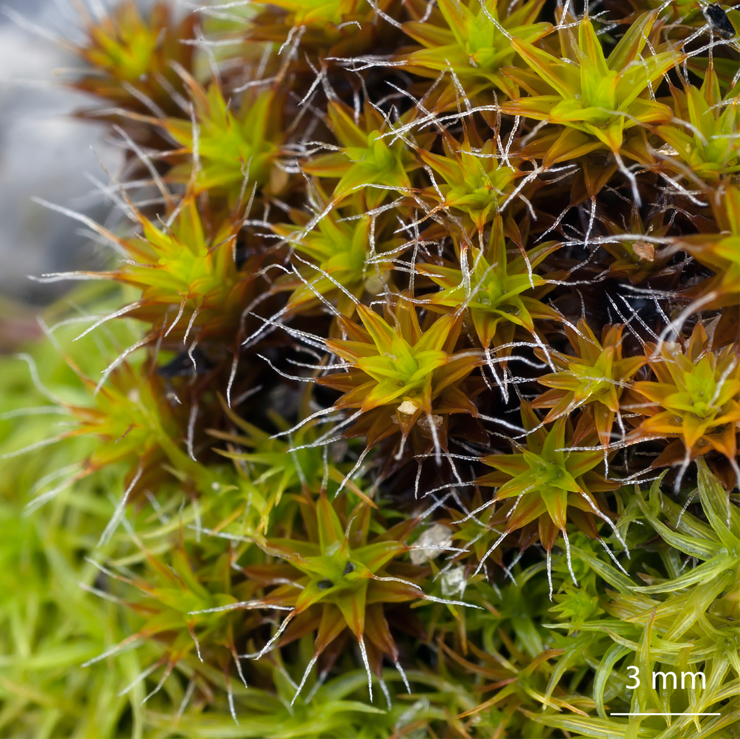 Proyecto Musgo: Syntrichia ruralis subsp. ruraliformis