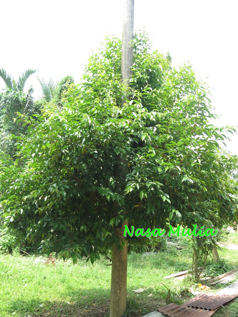 warna warni hidupku..............: Pokok Serai Kayu..