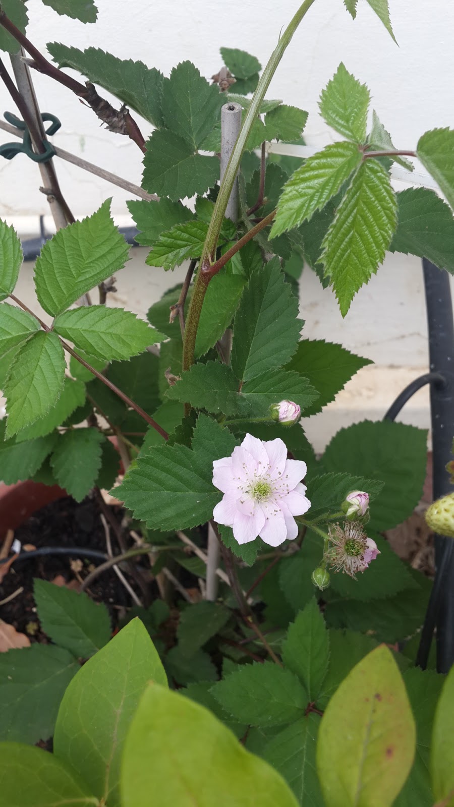 Jacot's Garden: Youngberry/Booysenberry/Blackberry
