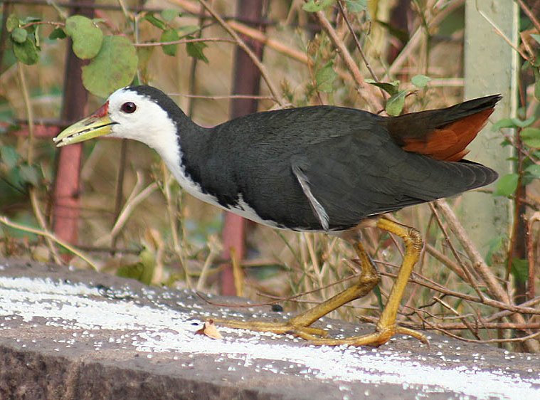 White-breasted Waterhen - ARUNACHALA BIRDS