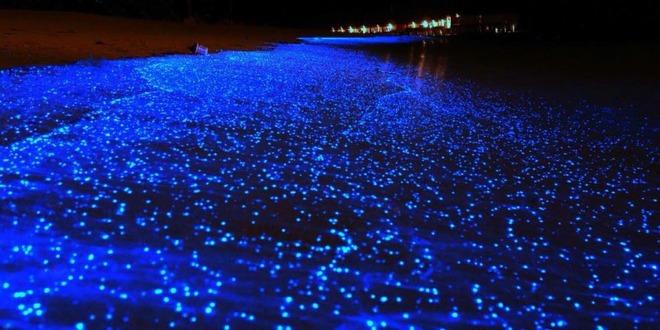 Turismo en Oaxaca: Laguna Bioluminicente de Manialtepec (Información ...