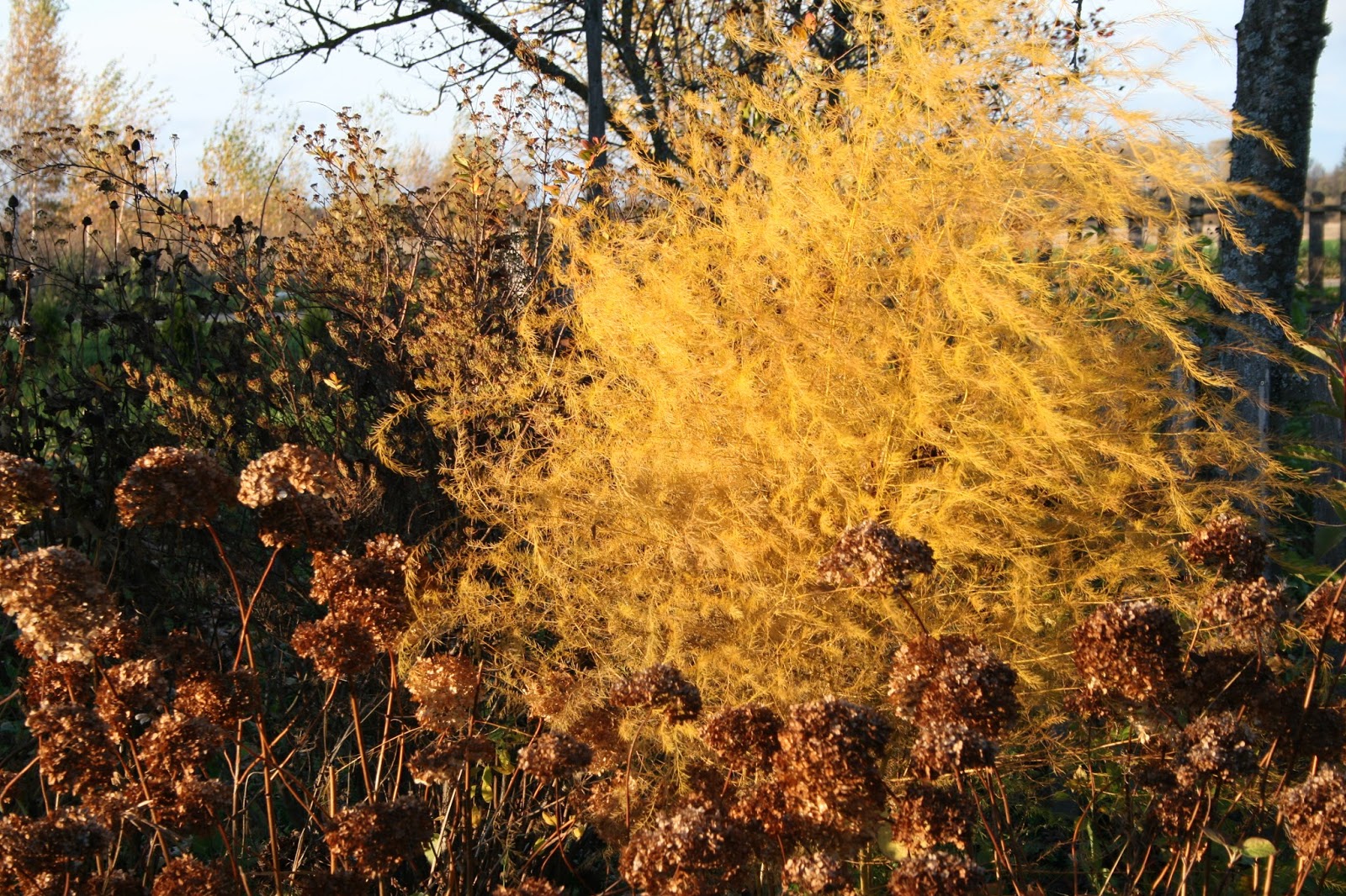 GARDEN STORIES: SMIDRAS ARBA ŠPARAGAS