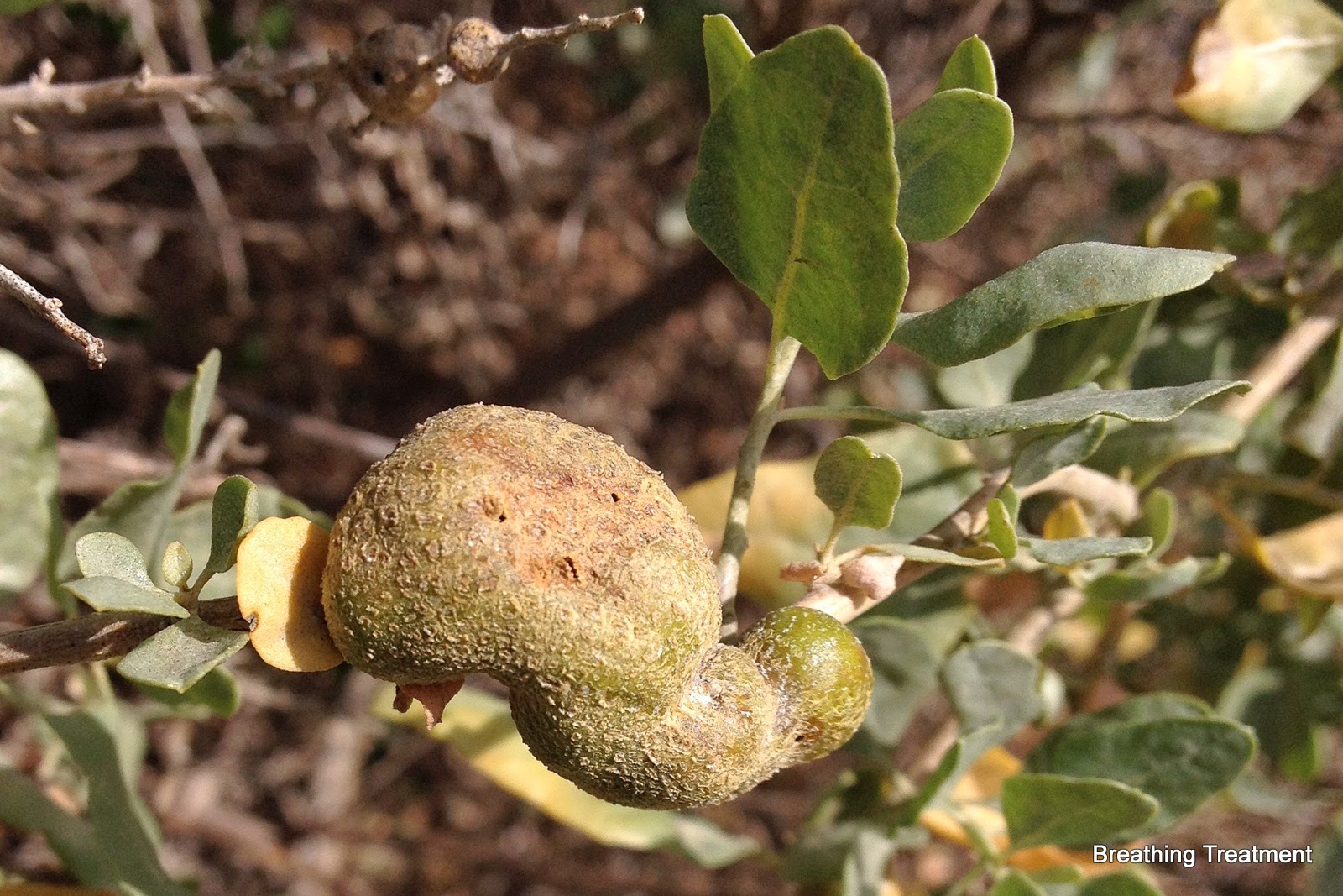 Breathing Treatment: Saltbush (Atriplex Brewerii) galls at Portugese Bend