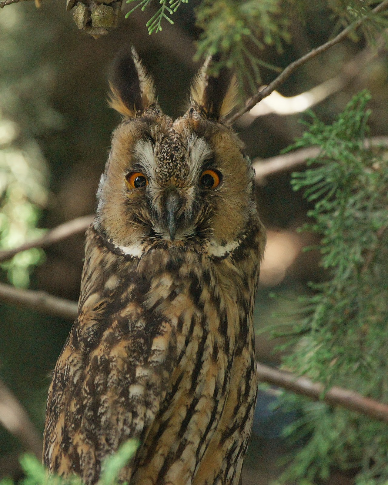 Pasión por las aves: Búho chico.(Asio otus)