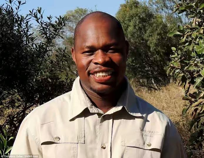 Safari ranger sits perfectly still as Lion passes just inches away from ...