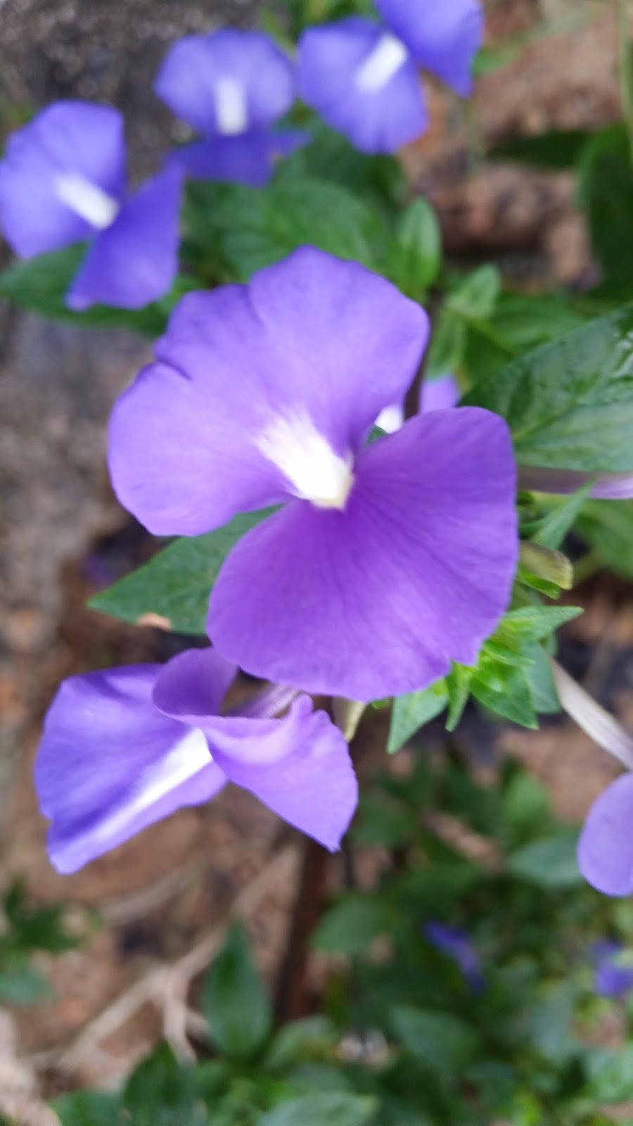 Warisan Petani: WW 81 : Bunga Snapdragon Brazil