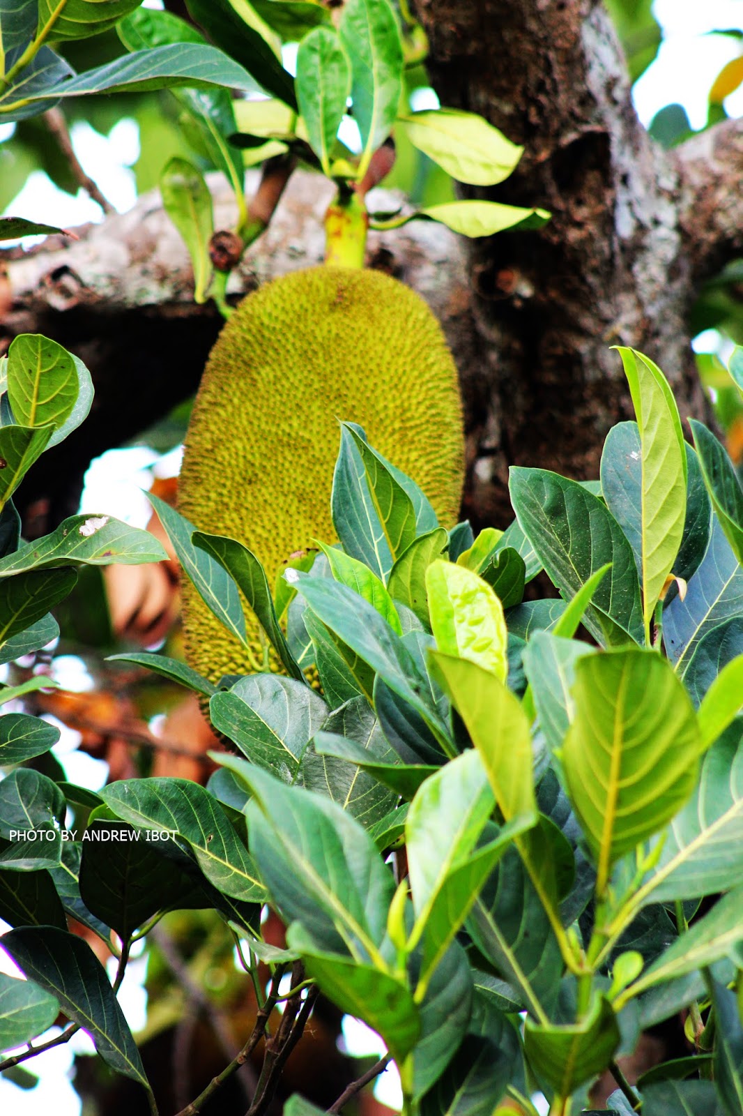 Ako si ANDREW IBOT!: Langka ( Artocarpus heterophylla Lmk)