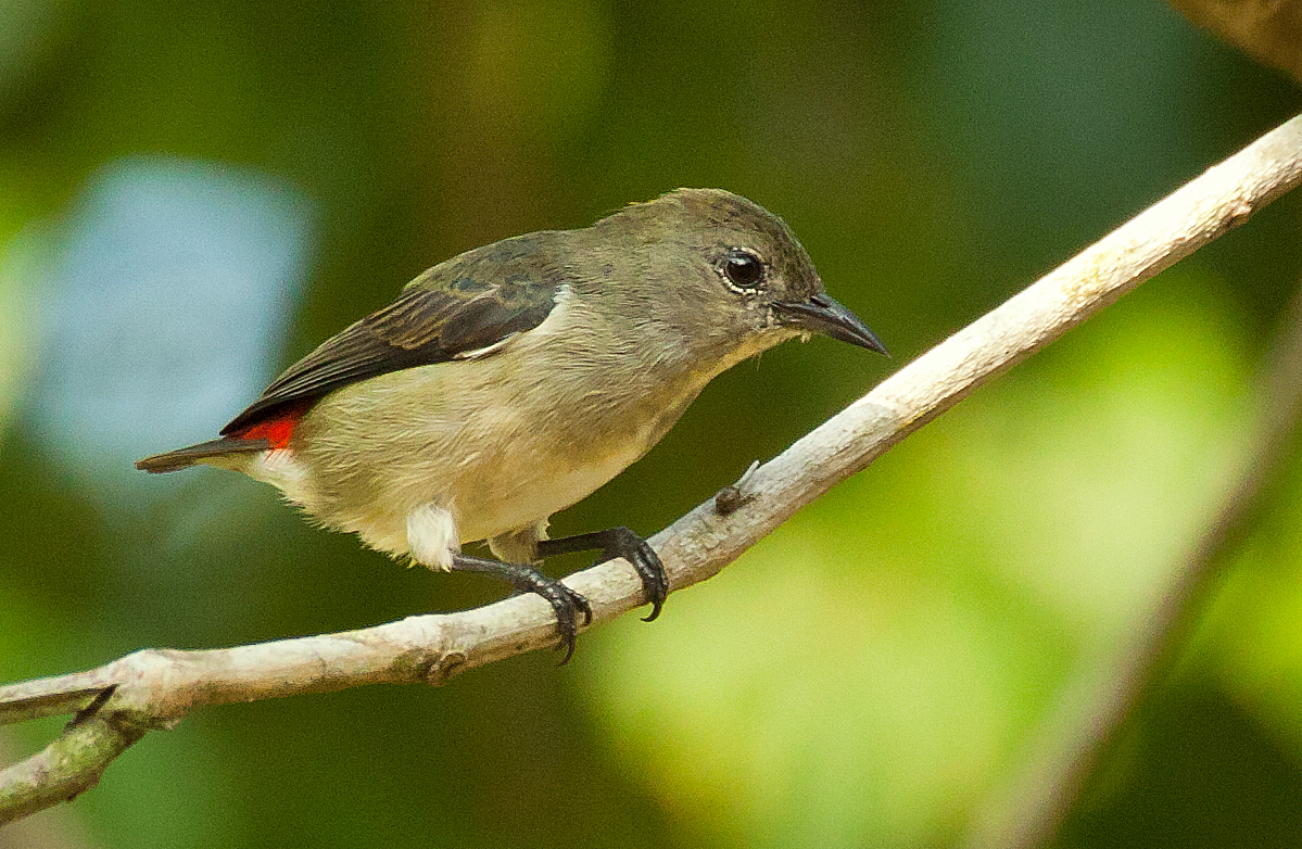 Birds of Malaysia @ mynameistank64: Female Scarlet-backed Flowerpecker ...