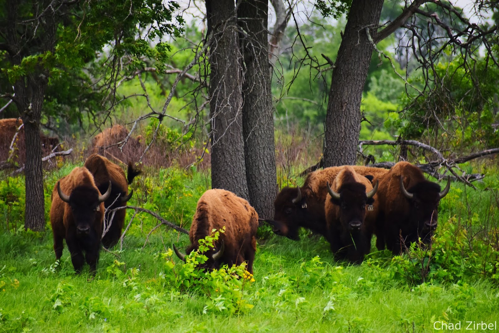 Be in the Bison Know!