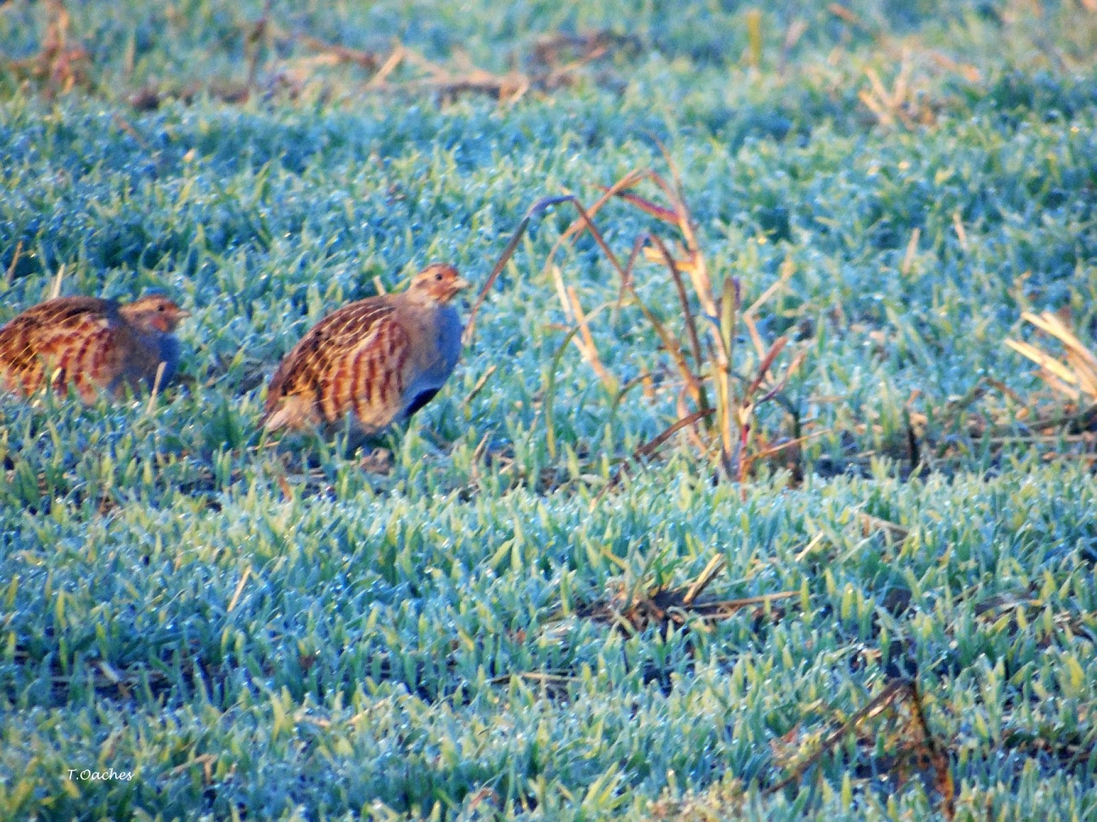 PASARI DIN ROMANIA: POTARNICHEA, Perdix perdix