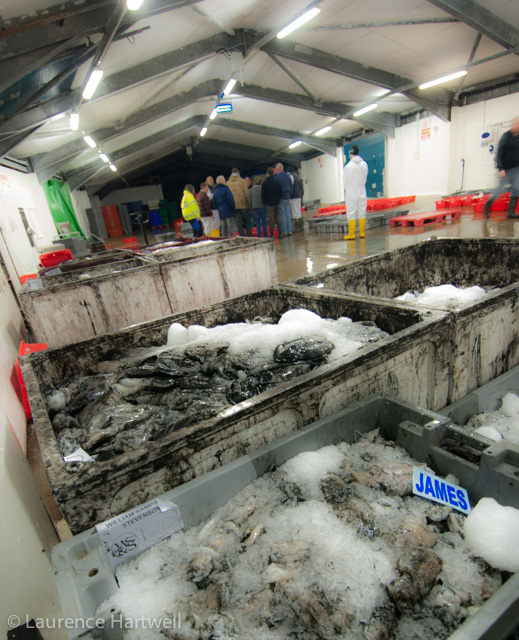 Through the Gaps! - Newlyn Fishing News: #Seafish see more fish ...