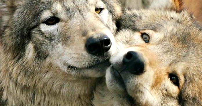 White Wolf : 10 Animals Who Mate For Life (Photos)