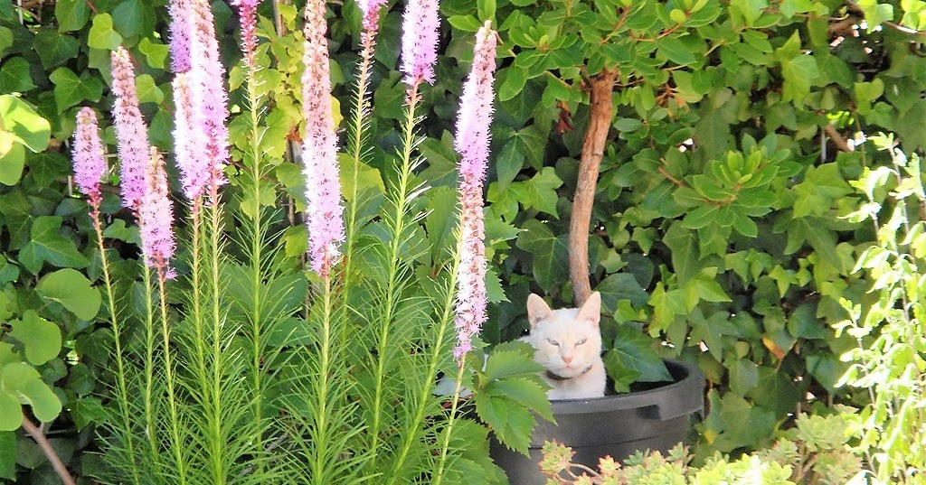 La Rioja de la A a la Z: LIATRIS - Flor