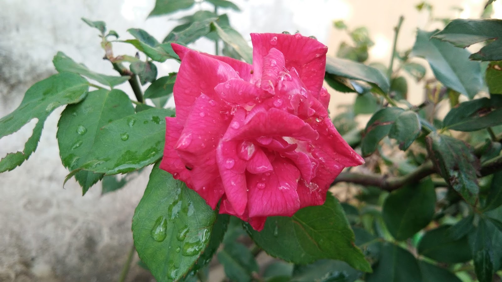 Paling Populer 21+ Bunga Mawar Di Halaman Sekolah Itu Tampak Indah ...