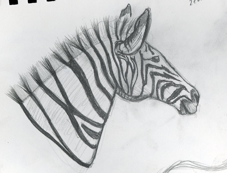 Stephanie's Art: from my animal drawing class