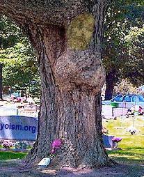 The Miracle Tree - Amazing Images Gallery