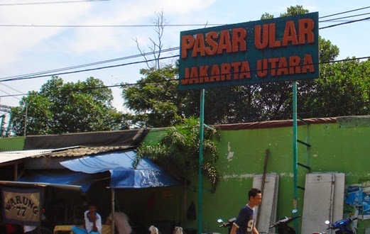Pasar Ular "Paul"