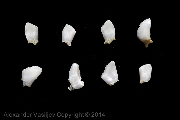 HIGH RANCHU: WHAT DOES YOUR GOLDFISH HAVE IN COMMON WITH THE ALIEN?