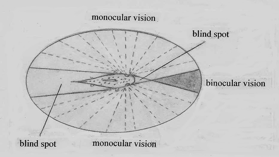 [Star Wars] Mon Calamari vision : r/AskScienceFiction
