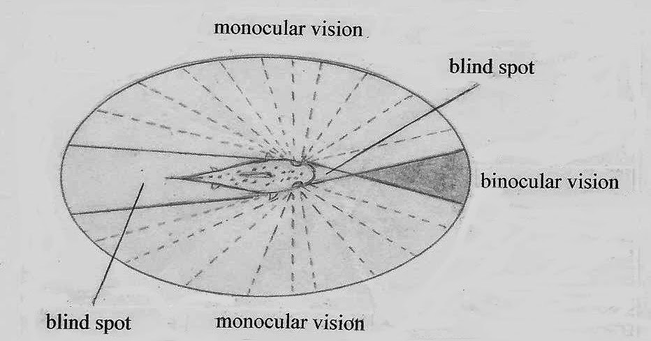 Fly Fishing with Doug Stewart: How Fish See