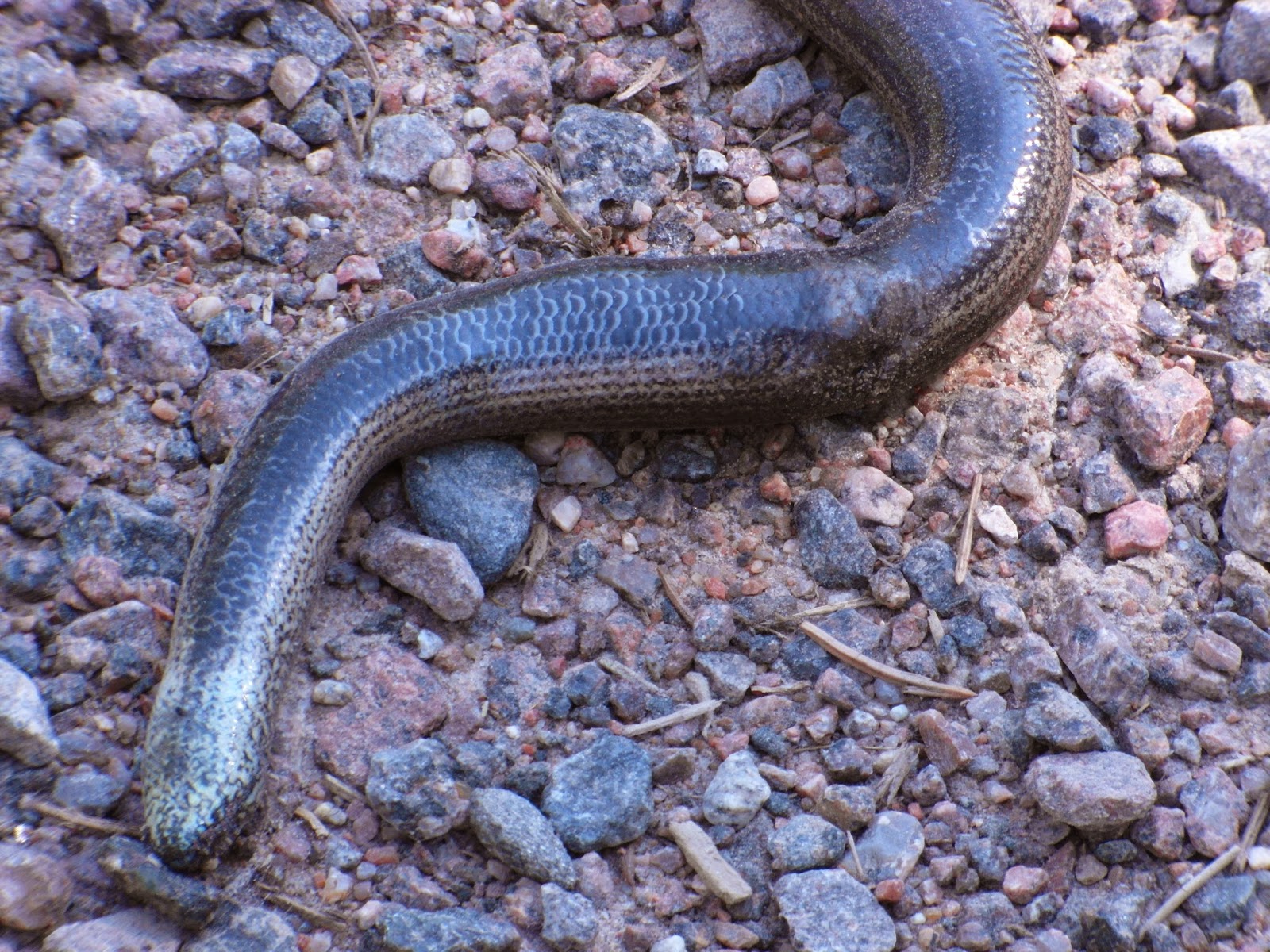 Annen jutut: VASKITSA anguis fragilis