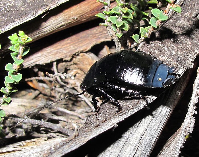 Esperance Fauna: Blue-rump Cockroach - Melanozosteria sp.