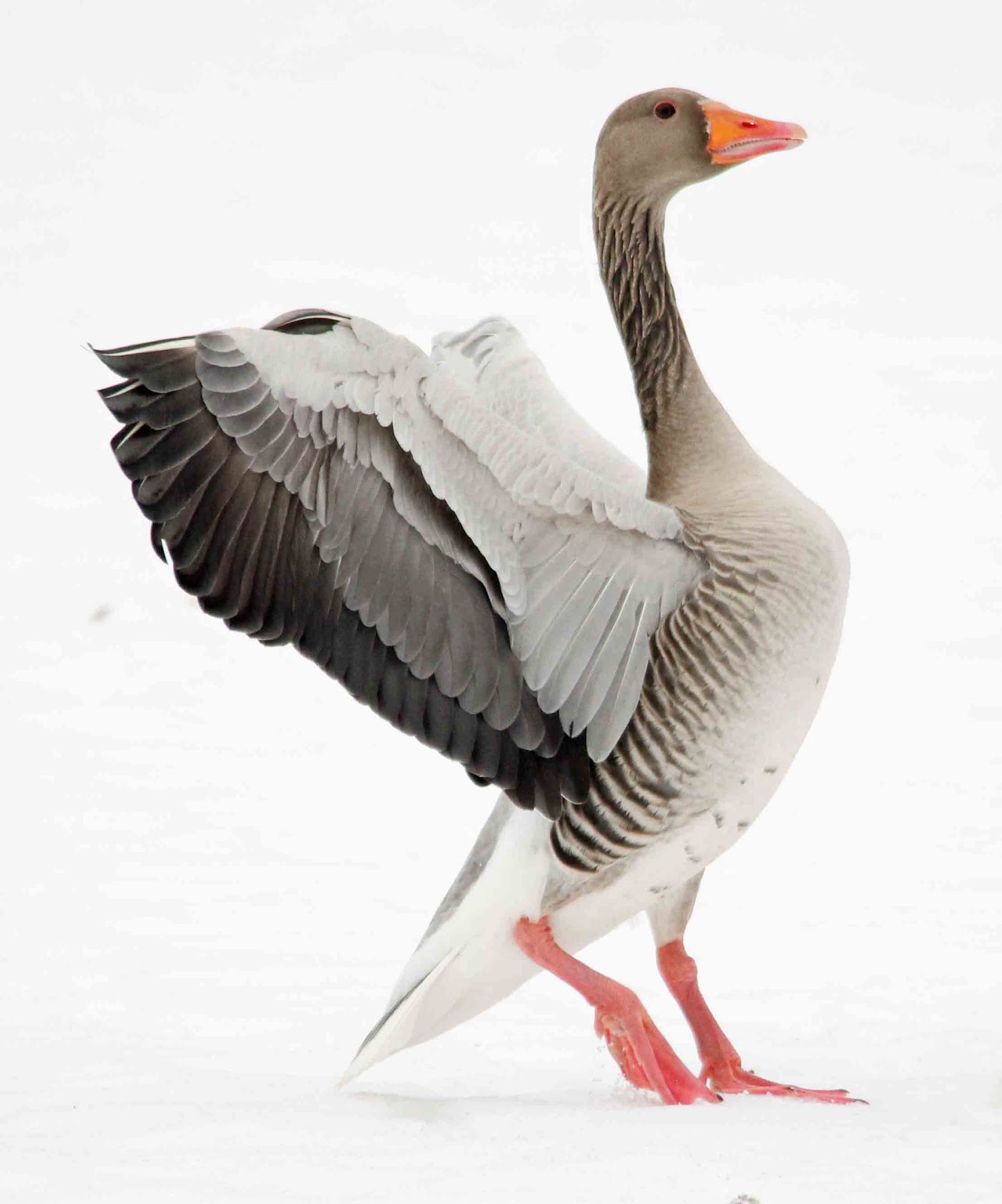 OSLO BIRDER: Something to write about