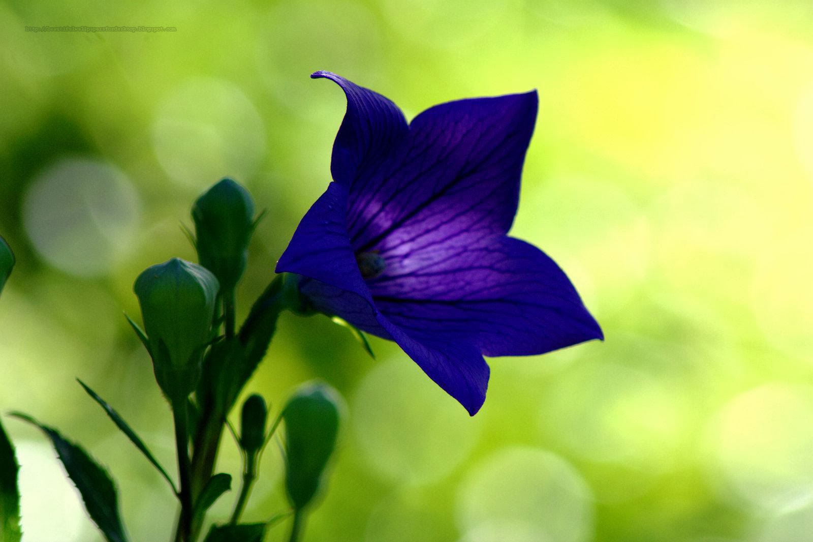 Bellflower wallpapers wallpapers hd | Tops Wallpaper HD